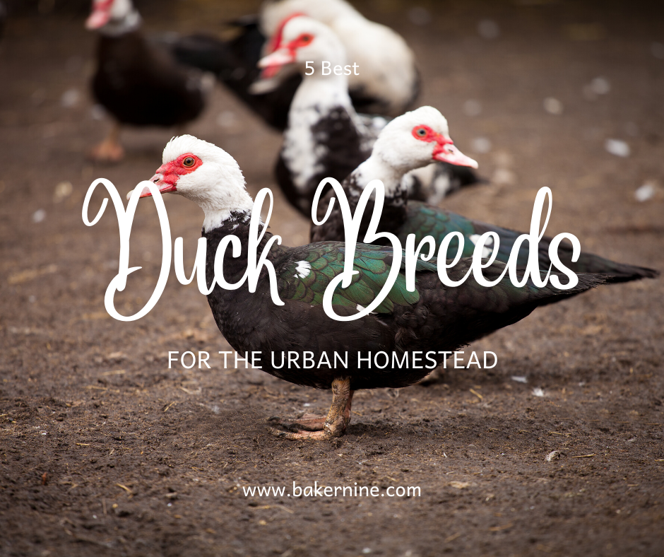 Five Best Duck Breeds for the Urban Homestead - Baker9