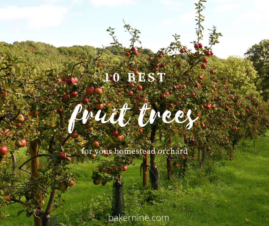 10 Best Fruit Trees for your Homestead Orchard - Baker9